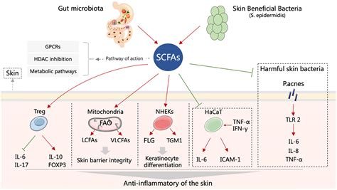 Frontiers The Role Of Short Chain Fatty Acids In Inflammatory Skin