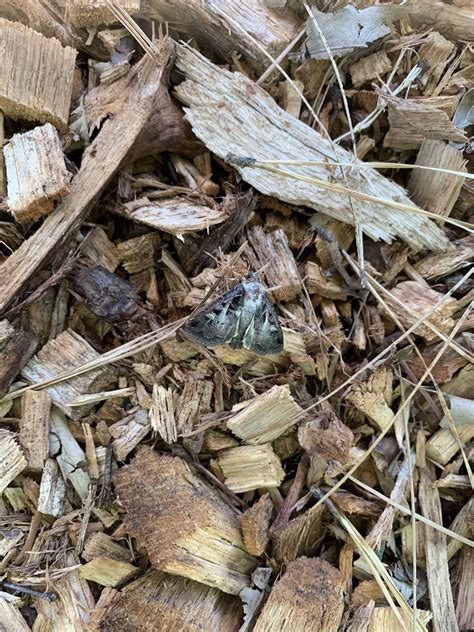 Any Idea What Kinda Moth This Is Rbugidentification