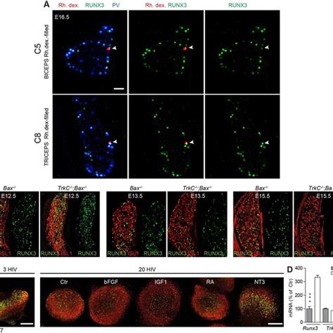 Fig S1 Related To Figure 1 Conditional Targeting Of Runx3 In Sensory Download Scientific