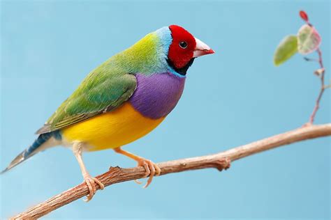 10 Most Colorful Birds 40 Of The Most Colorful Birds Of North America