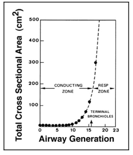 2 Structure And Function Of The Lung Flashcards Quizlet