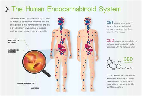 The Endocannabinoid System And Cannabinoid Receptors Full Harvest Moonz