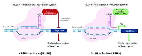 Illustration Of Dcas9 Based Expression Modulation Of Target Genes The Download Scientific