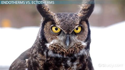 Ectothermic Animals Examples