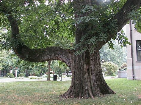 Elm Tree Pictures Facts On Elm Trees