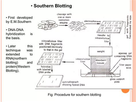 Nucleic Acid Hybridization Pptx