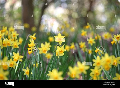 What Is Jonquil In English At Katie Mueller Blog