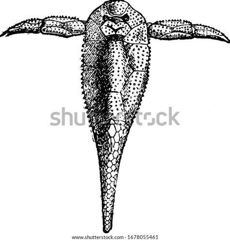 Placoderm Over 3 Royalty Free Licensable Stock Vectors And Vector Art Shutterstock