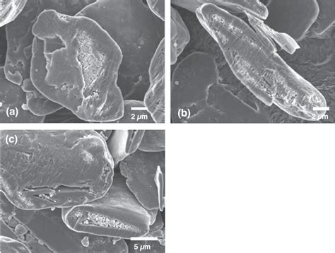 Cross Section Sem Image Of Si Graphite Download Scientific Diagram