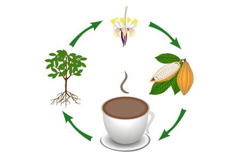 Cycle From The Cocoa Plant To A Cup Of Cocoa