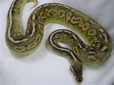 Morph List World Of Ball Pythons