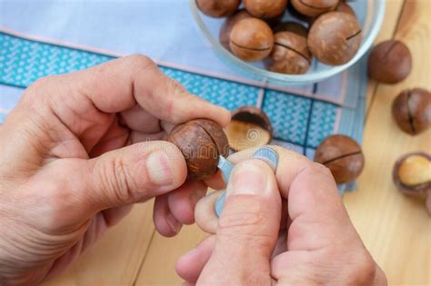 Mans Hands Opening Australian Nuts Also Known As Macadamia With Key Stock Photo Image Of