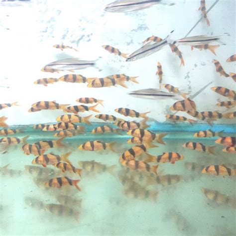 Jual Ikan Hias Botia Loach Sumatra Badut Jakarta Barat Mars Aquatic