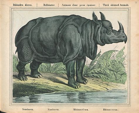 Rhinoceros In 4 Languages — Rhino Resource Center