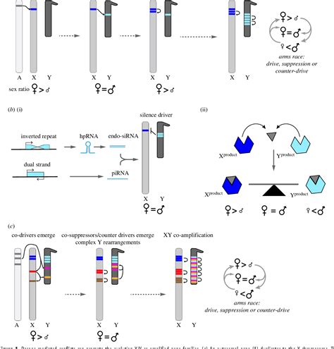 Figure 1 From Genetic Conflict And The Origin Of Multigene Families Implications For Sex
