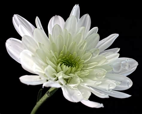 White Flower With Drops 1112 By Thomas Jerger 500px