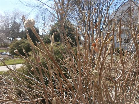 When To Fertilize Trees And Shrubs Sargent S Nursery