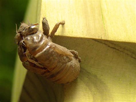 Locust Shell From July 2012