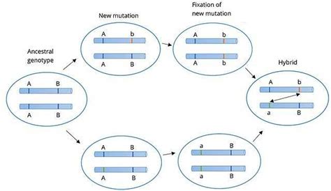 Bateson Dobzhansky Muller Model Wikiwand