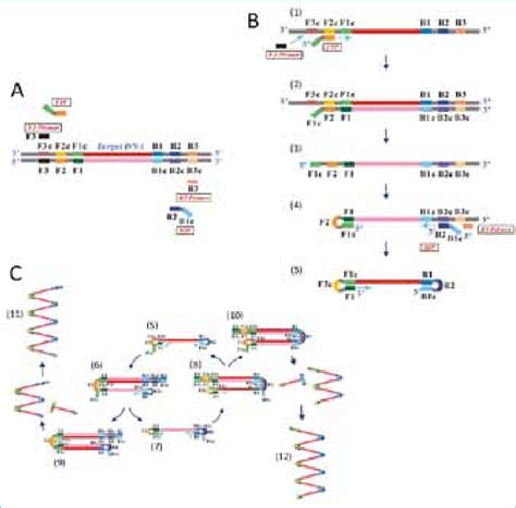 Schematic Representation Of The Mechanism Of LAMP A General Location Download Scientific