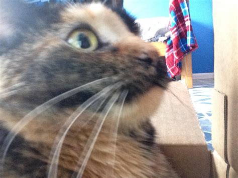 Cat With Triangle Pupil Rmildlyinteresting