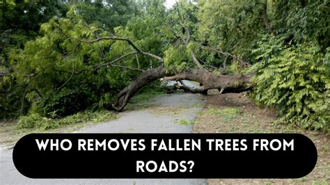Who Removes Fallen Trees From Roads Unveiling The Heros Conroe Arborist