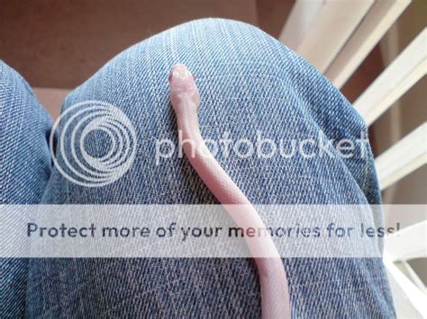 Corn Identification Page 2 Reptile Forums