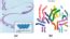 Nucleus Biology For Majors I