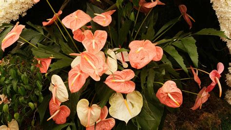 Дикие цветы оранжевого цвета · 1920x1080 Full Hd бесплатная фотография от Vozuru картинки и