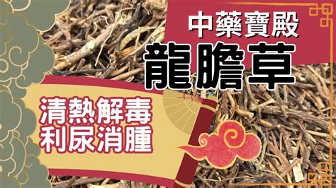 中藥龍膽草能夠清熱解毒利尿消腫讓你快速消除身體不適 YouTube