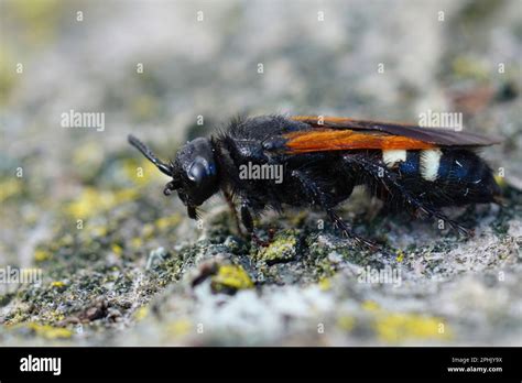 Sexmaculata Hi Res Stock Photography And Images Alamy