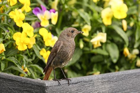 Premium Photo Dickey