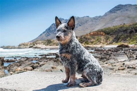 Blue Heeler Growth Chart How Big Will Your Blue Heeler Get