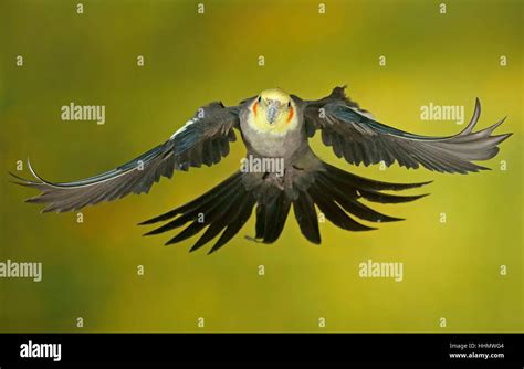 Cockatiel Flying Outside