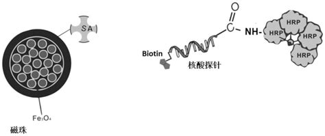 报告核酸组合物及其制备方法和应用检测试剂盒以及检测方法与流程