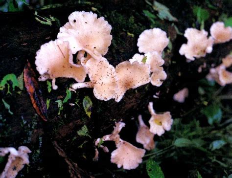 Pleurotus anserinus Berk Sacc 中国蕈菌图集 图片