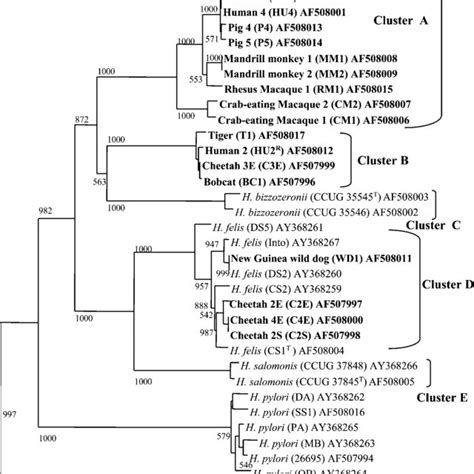 A Phylogenetic Tree Reconstructed From Genetic Distances Based On The Download Scientific