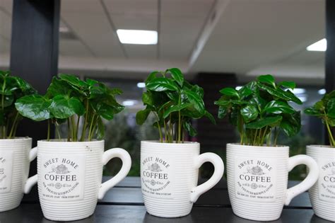 Купити Рослину кімнатну кава в чашці у Харкові