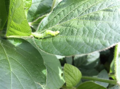 Ktic Radio Extension Corner Major And Minor Defoliating Insects In