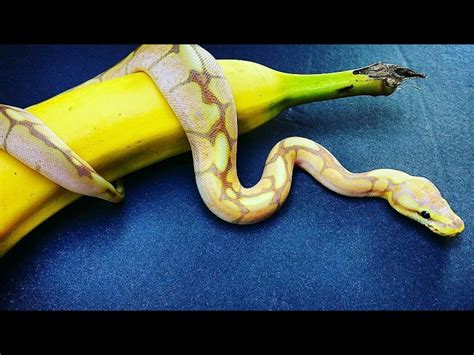 Banana Spider Ball Python Noahs Last Stop Just In Banana Spider