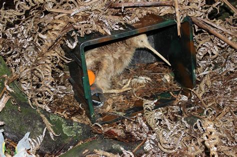 Kiwi Lessons For Dogs Going Bush Conservation Blog