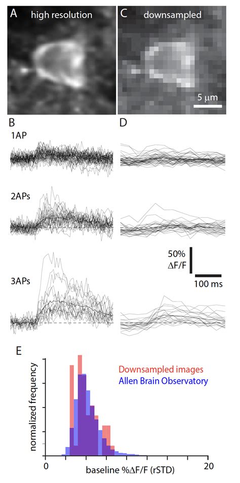 Calcium Imaging — Swdb 2024 Data Book