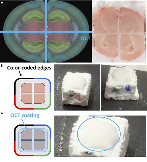 Figure 2 From Protocol To Combine Brain Sections From Multiple Mice Into A Single Block For