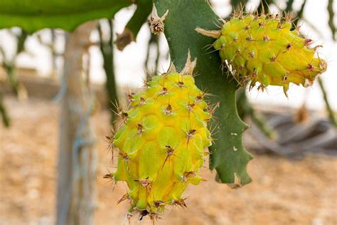 11 Of The Best Dragon Fruit Pitaya Cultivars Gardeners Path