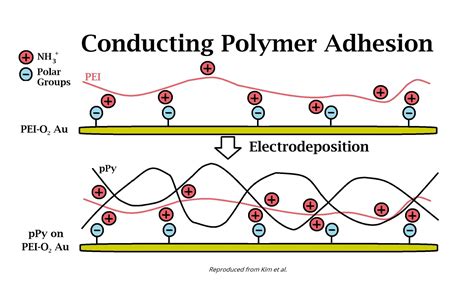 Research Spotlight Conducting Polymer And Gold Electrode Adhesion