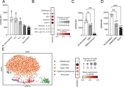 The G Protein Coupled Receptor Gpr56 Is An Inhibitory Checkpoint For Nk