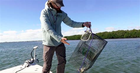 How To Easily Catch Pinfish In A Pinfish Trap