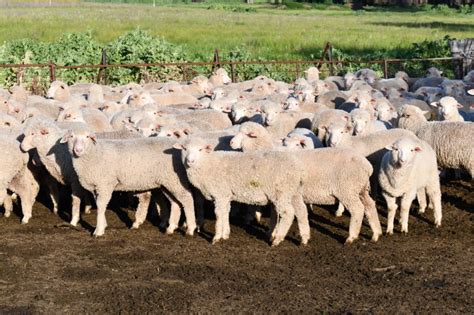 Lot 748 233 Mixed Sex Lambs Auctionsplus