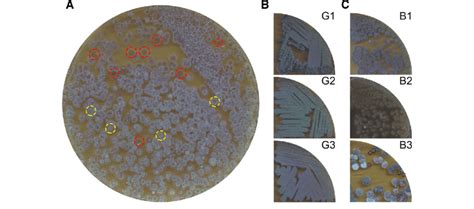 Protoplast Formation And Regeneration Yield Colonies With Developmental