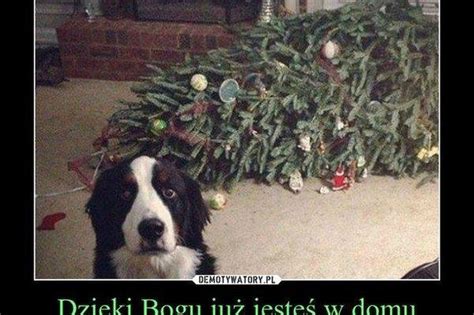 Memy świąteczne 2023 Zabawne Obrazki Które Rozbawią Przy Stole Eska Pl